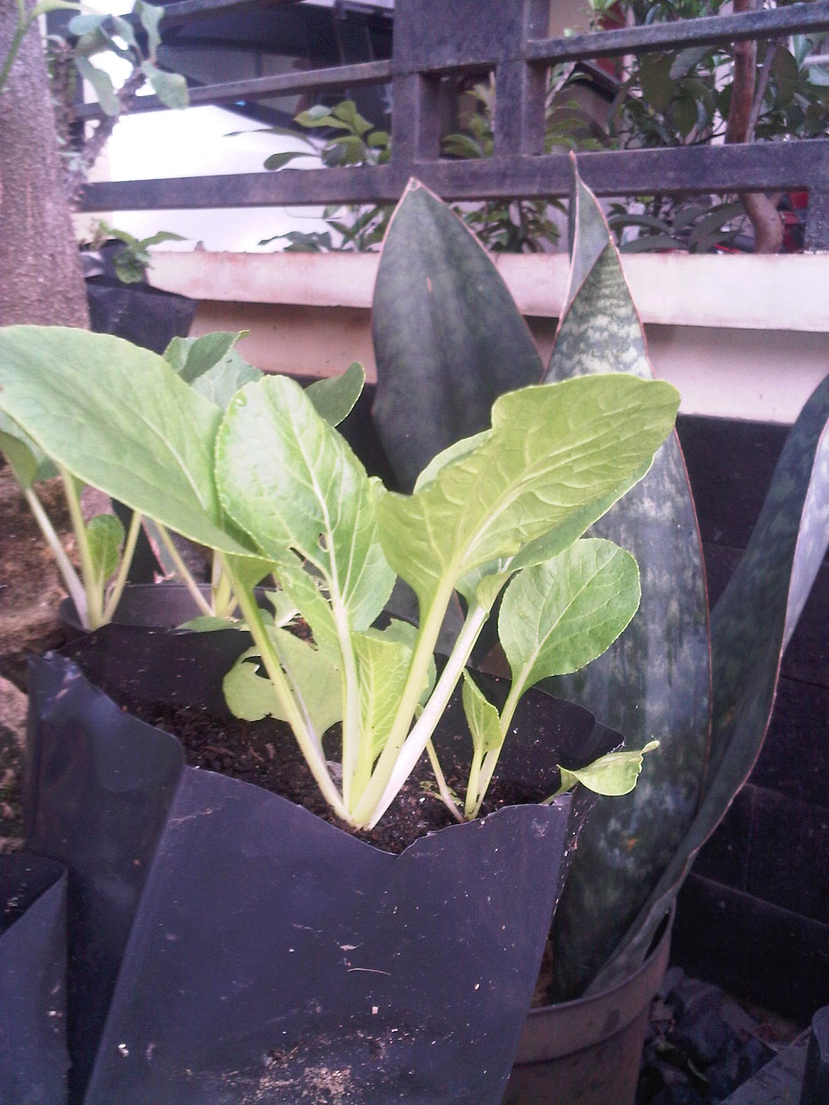 viena home: Menanam Sayuran Pakcoy