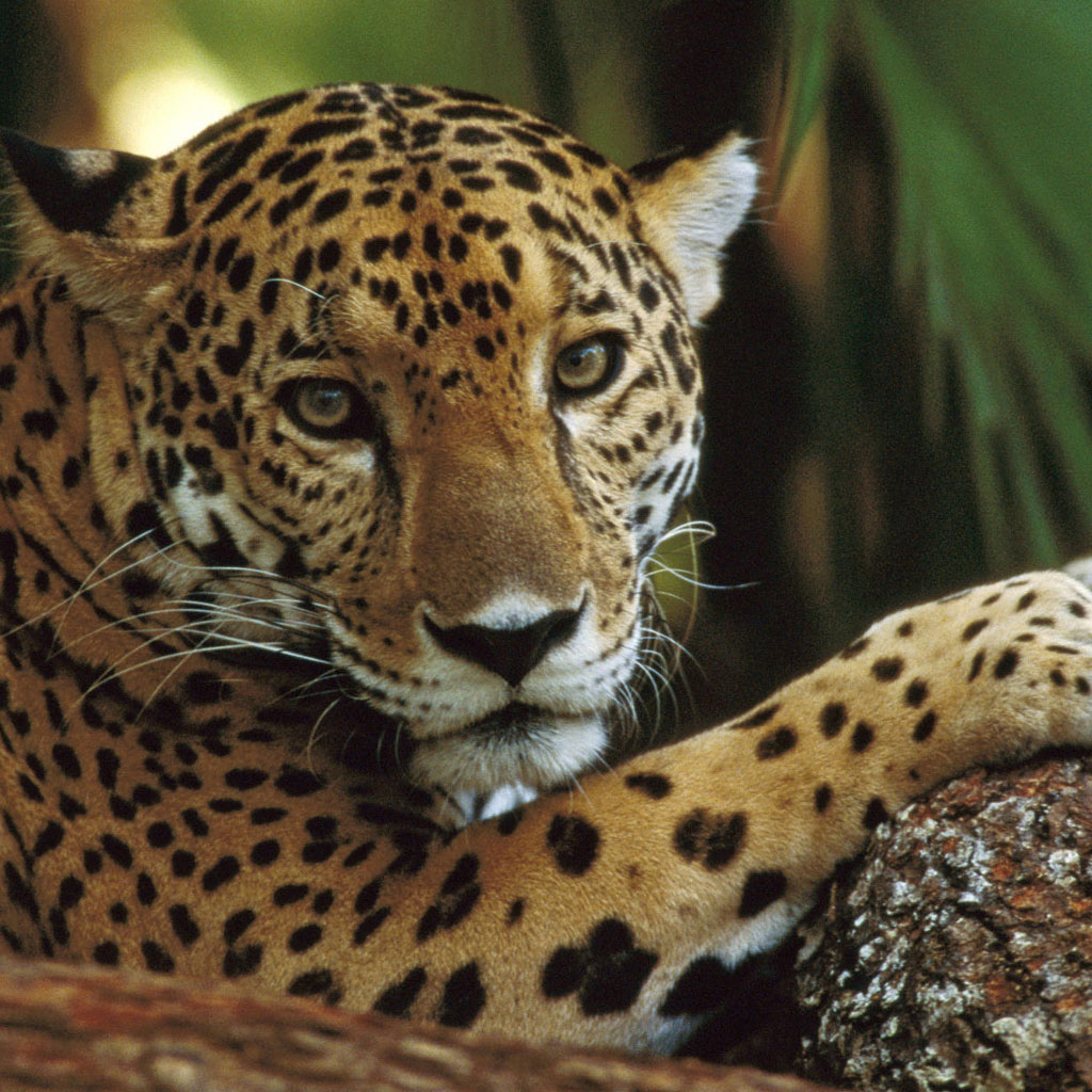 Leopard - HD Wallpapers | Earth Blog