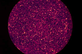 Microbiología 3-G Equipo #2: Reactivos de la tinción gram