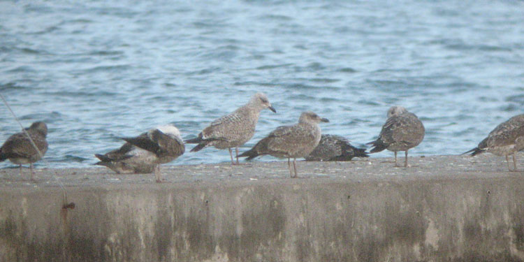 Josh's Blog: The Azores, February 2011