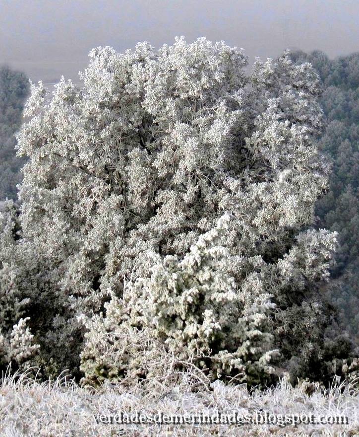 VERDADES DE MERINDADES: La encina (Quercus ilex)