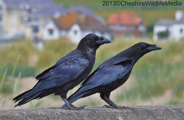 Diaries of a Wildlife and Outdoors lover: Diarie short - Raven family ...