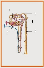 ULANGAN UMUM SEMESTER GENAP BIOLOGI KELAS 11 | Materi dan Soal Biologi