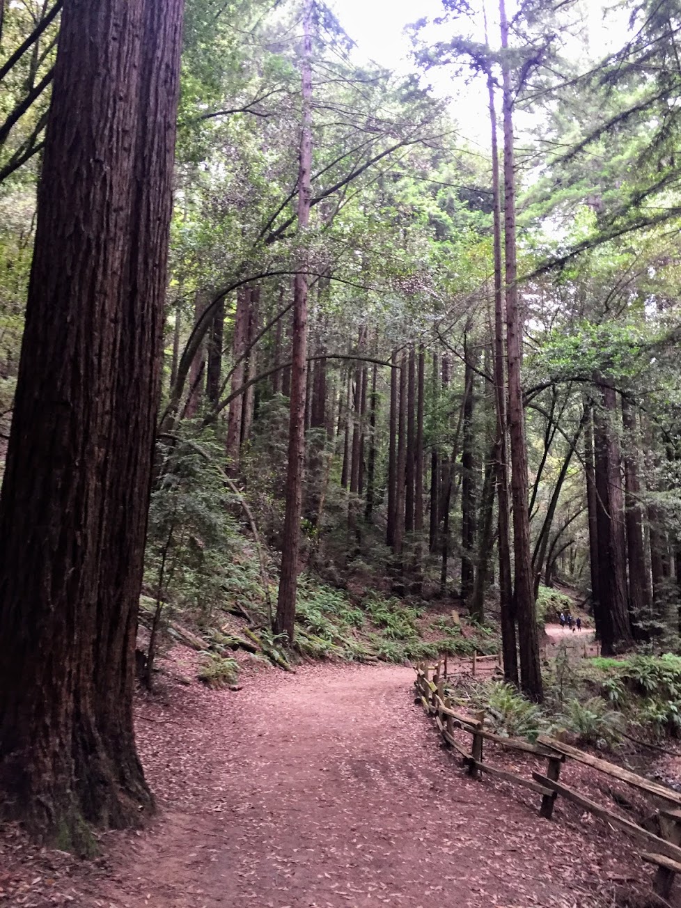 Exploring Oakland's Redwood Regional Park
