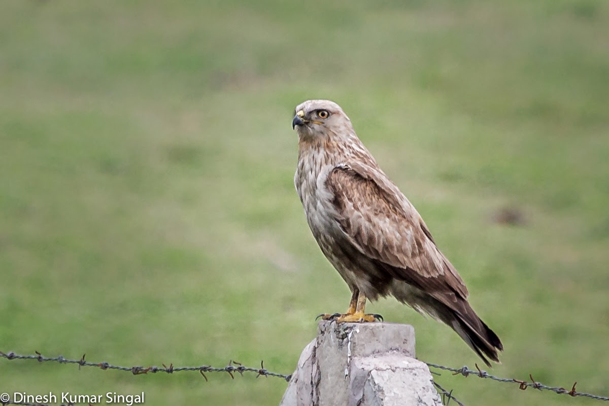 Indian Birds Photography: (delhibirdpix) Upland Buzzard