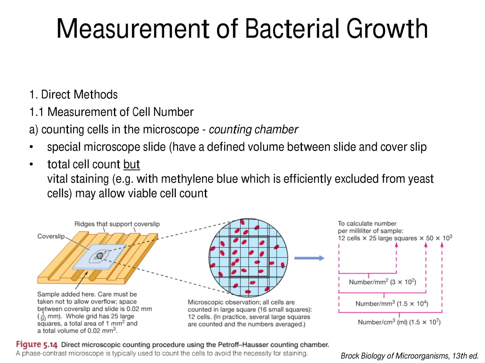 Measurement of Microbial Cell - Microbes World