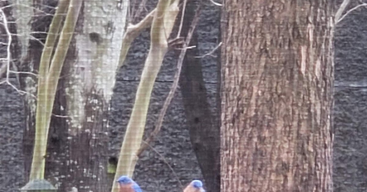 Gee Wiz: Blue Birds!