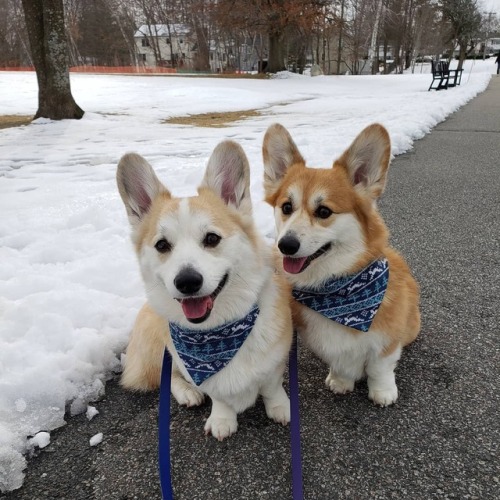 Doggies!: Corgi Gales de Pembroke y Corgi Gales Cardigan