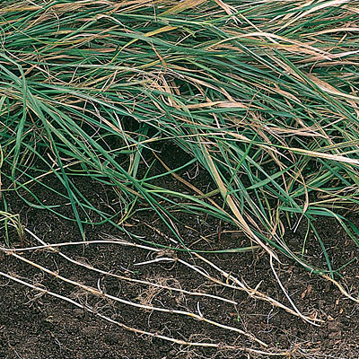 LJEKOVITO BILJE I LIJECENJE BILJEM: LJEKOVITO BILJE :Pirevina ,Pirika ...