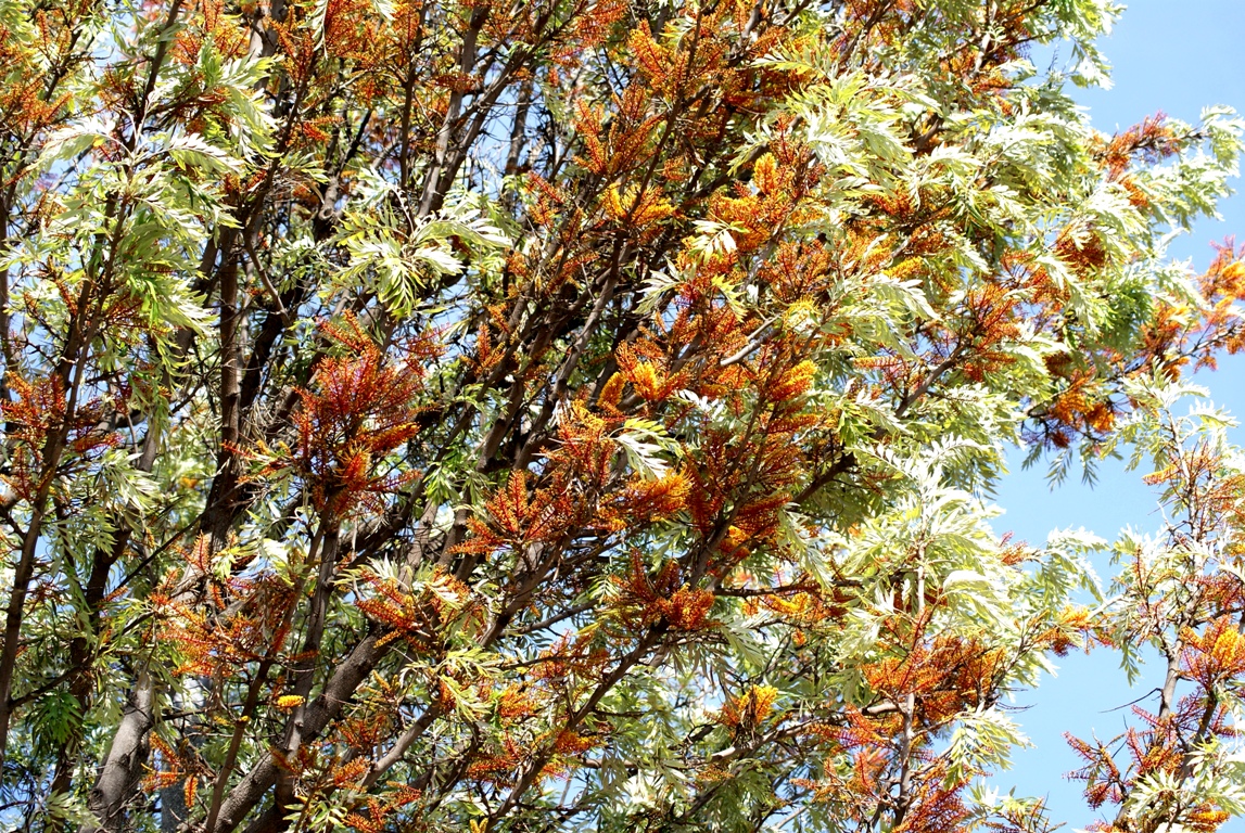 A photo, A thought............: Plant: Silky oak blossoms..............