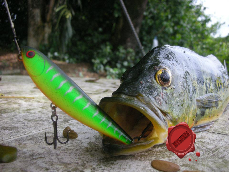 MyLures: *GALLERY*