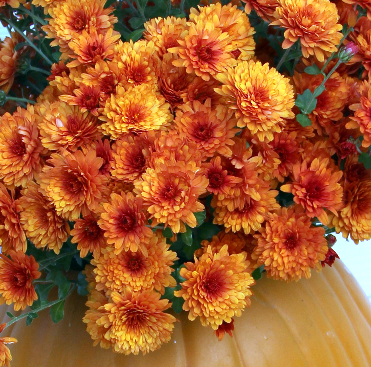 GARDEN MUMS -- RUST-COLORED AND BEAUTIFUL FOR THE FALL - Sowing the Seeds