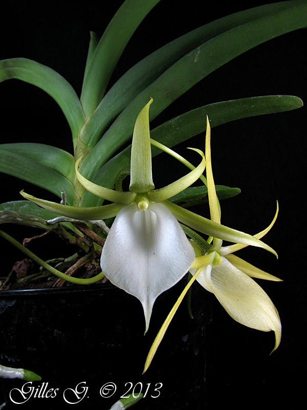 Angraecoid orchids: Angraecum praestans Schltr. (1925)