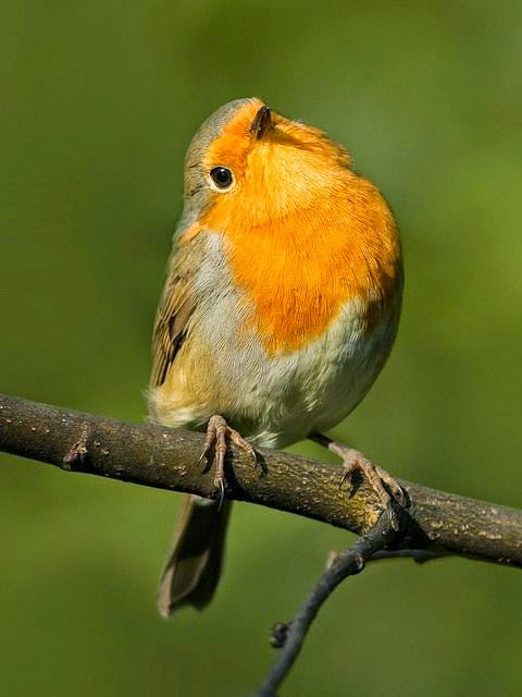 Birds And Animals: European Robin