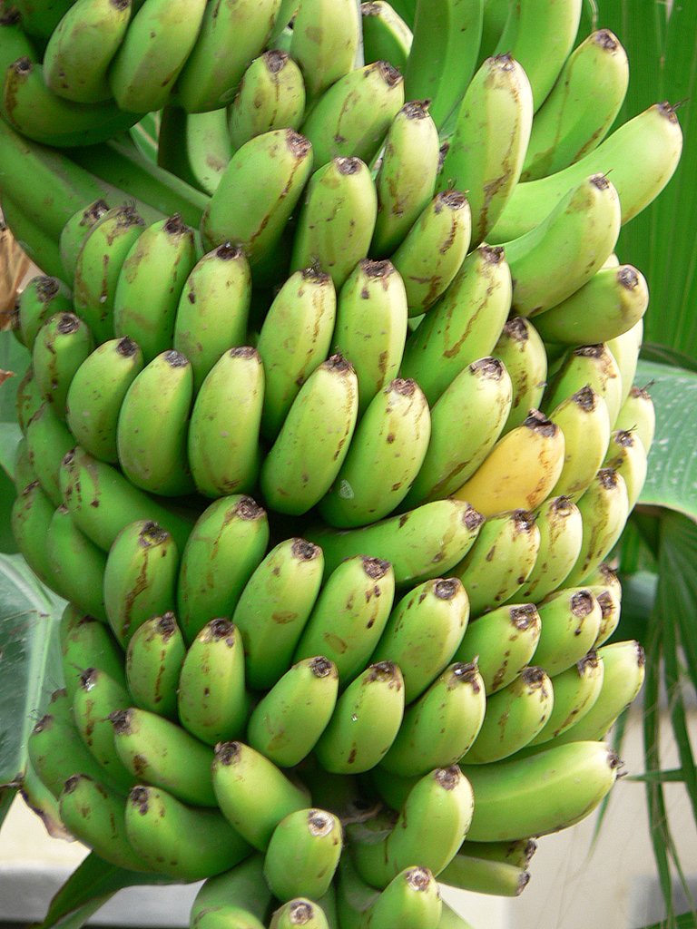 Banana (Musa acuminata, Musa balbisiana) | Health and Natural herbal ...