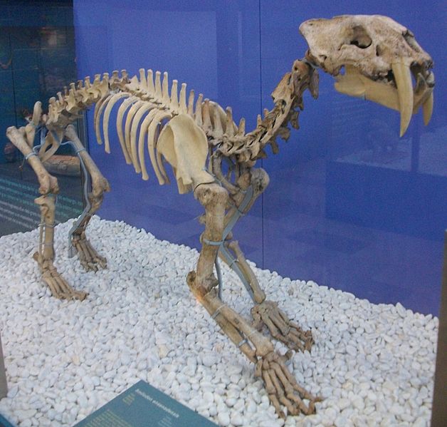 HINOCINTE: DIENTES DE SABLE