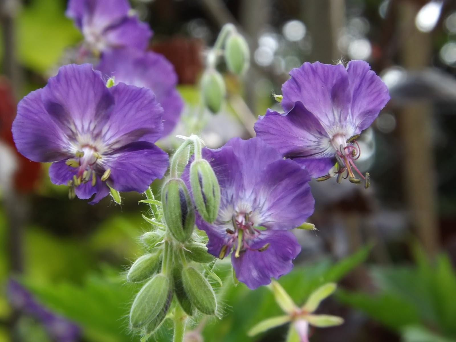 Le Jardin de la Salamandre: Geranium phaeum