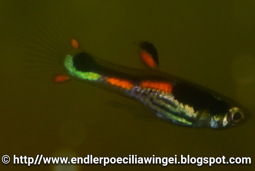 ENDLER POECILIA WINGEI Livebearers Cumana Area @endlerpoeciliawingei ...