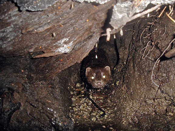Camera Trap Codger: September 2011
