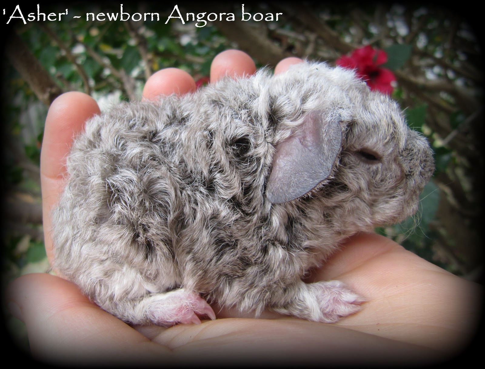 All Things Guinea Pig: The journey towards a new breed