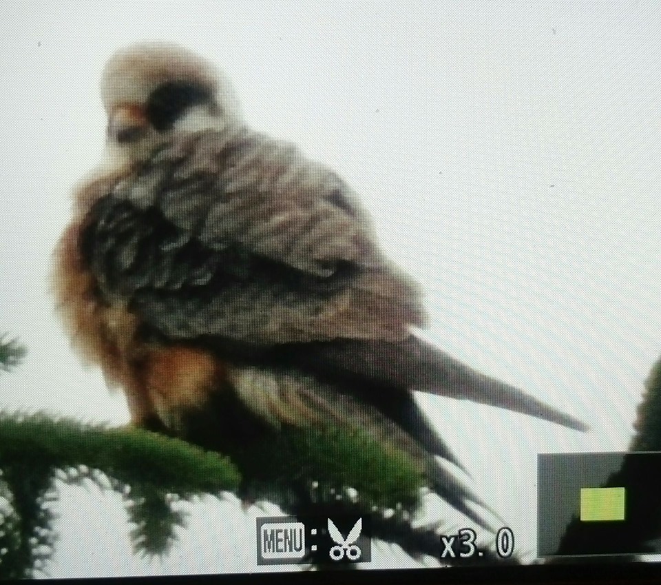 Ceredigion Birds: Red-footed Falcon