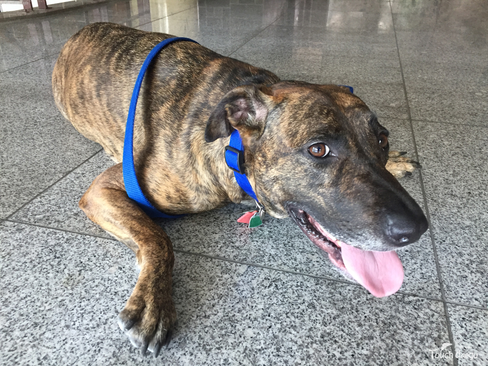 Raising a Dog in Korea | Big Dog's Adventure in Daegu | Festival Korea