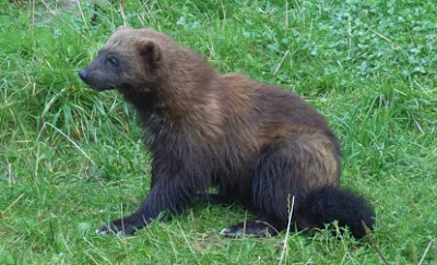 Animales en el Planeta: El glotón o carcayú (Gulo gulo)