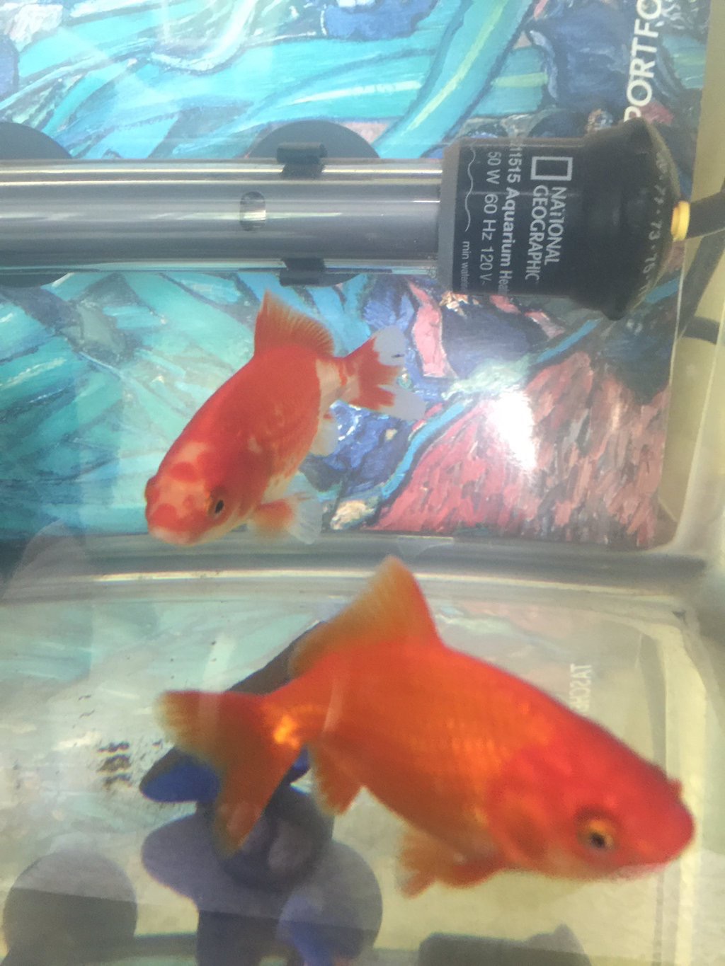 H2O-ponics: The Venn diagram of simile, metaphor and reality