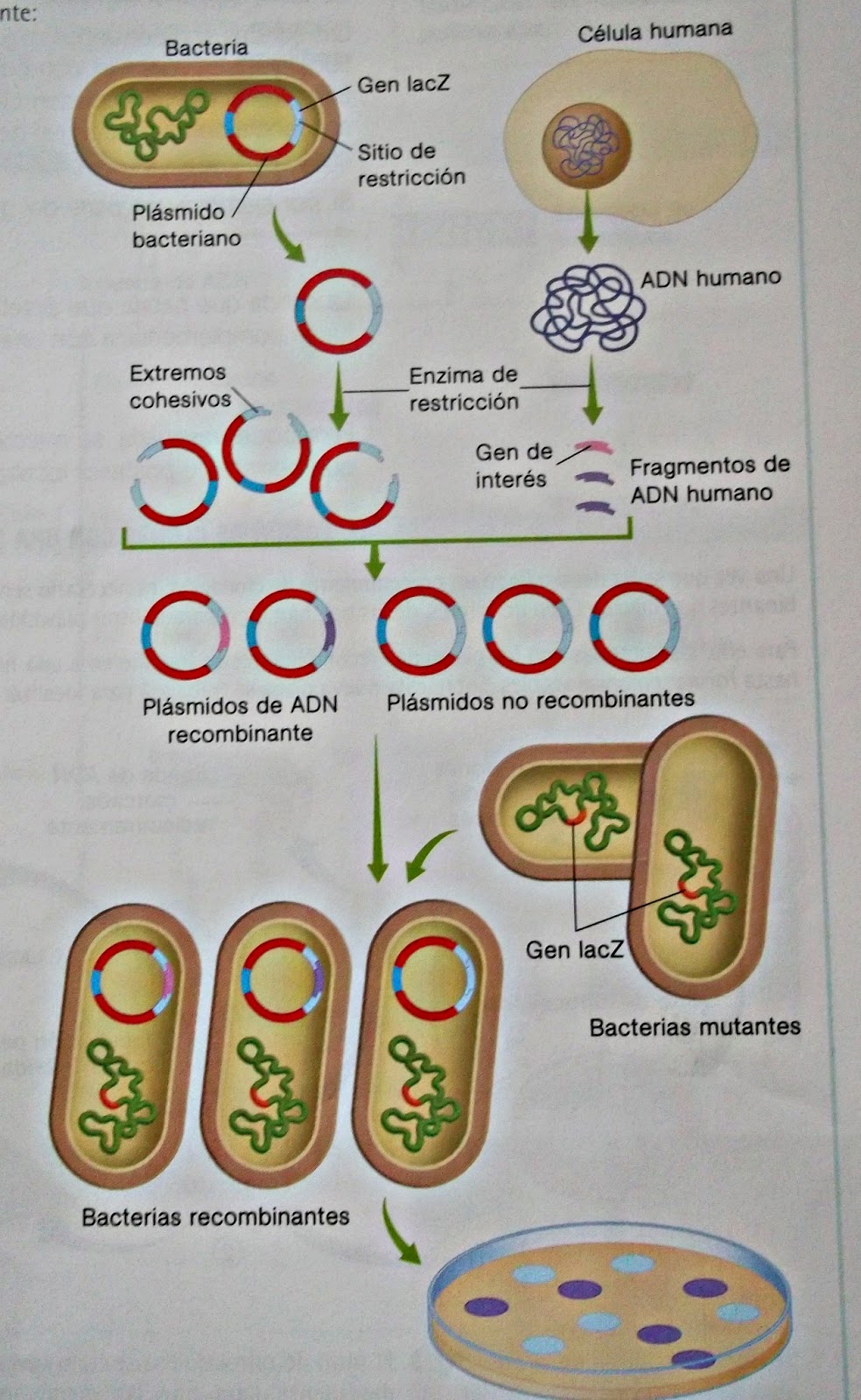 ADN y la ingeniería genética: CLONACIÓN DEL ADN