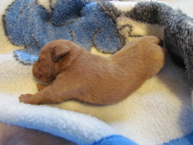 Growing Puppies - Virginia Schnoodle Breeder --Hypoallergenic Dogs ...