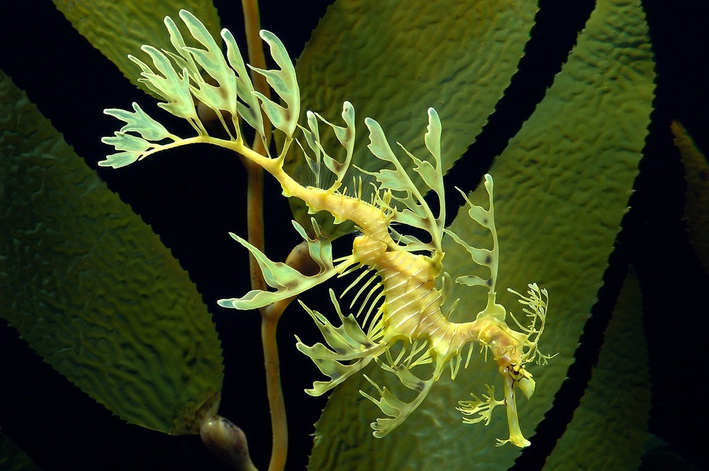 Real Monstrosities: Leafy Seadragon