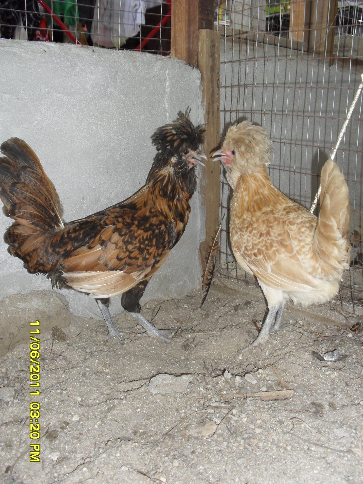 RaRe aVeS: Golden Laced Polish N Buff Laced Polish..