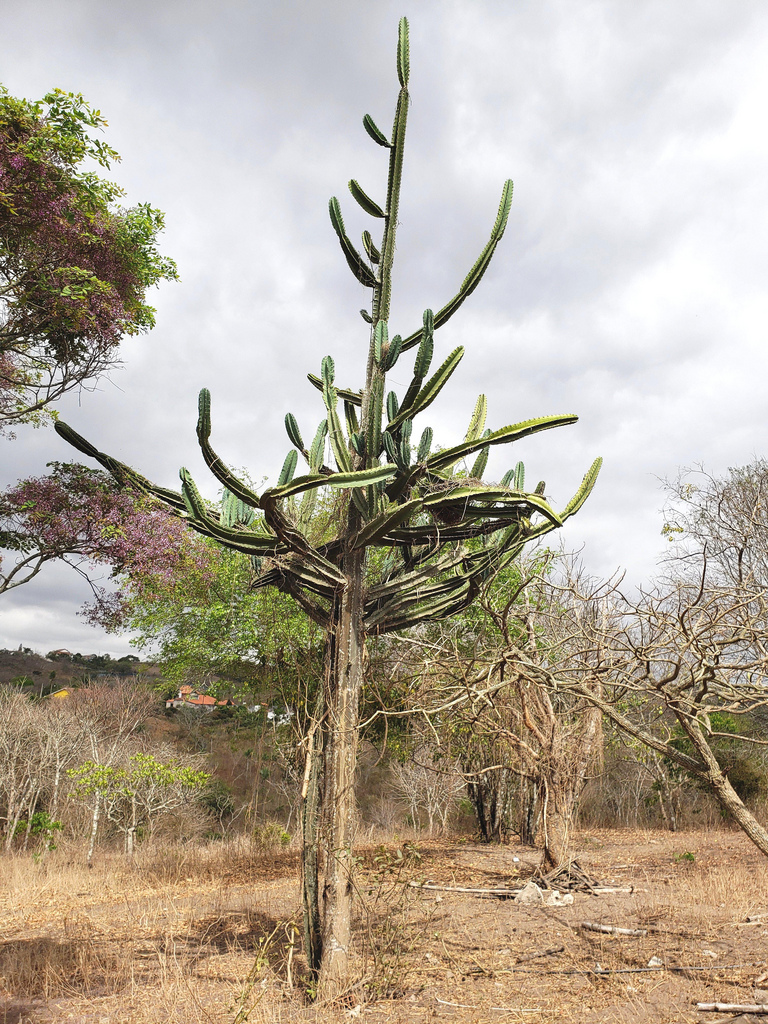 Mandacaru (Cereus jamacaru)