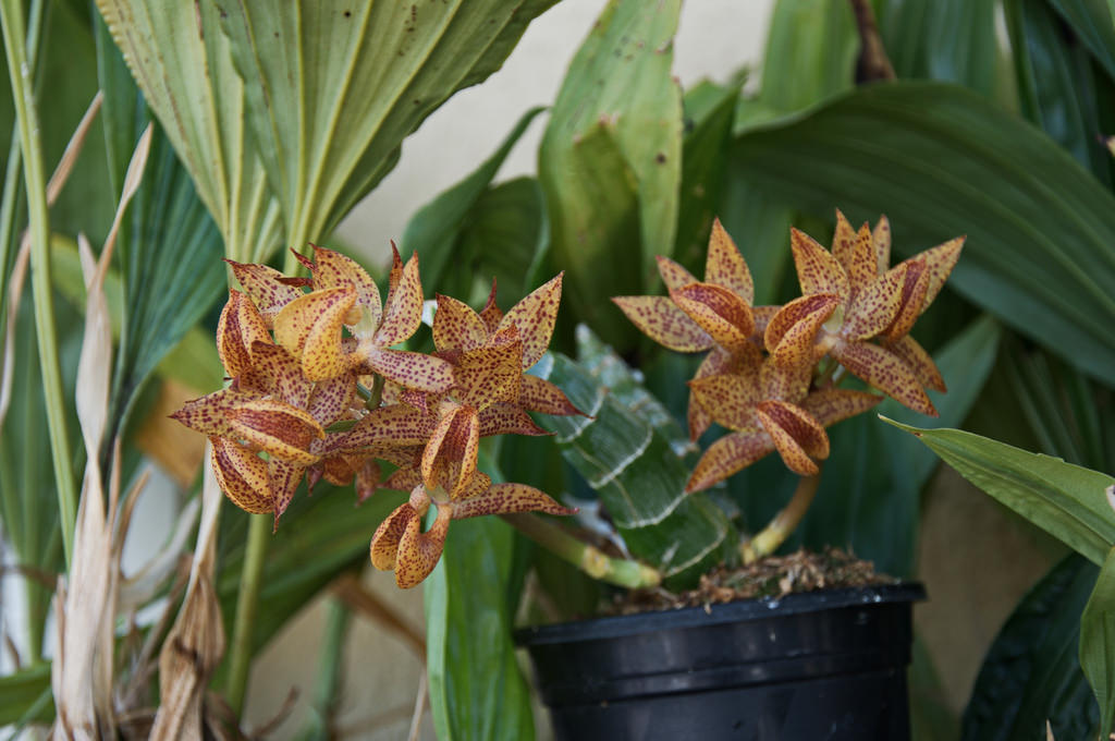 Mormodes revolutum care and culture | Travaldo's blog