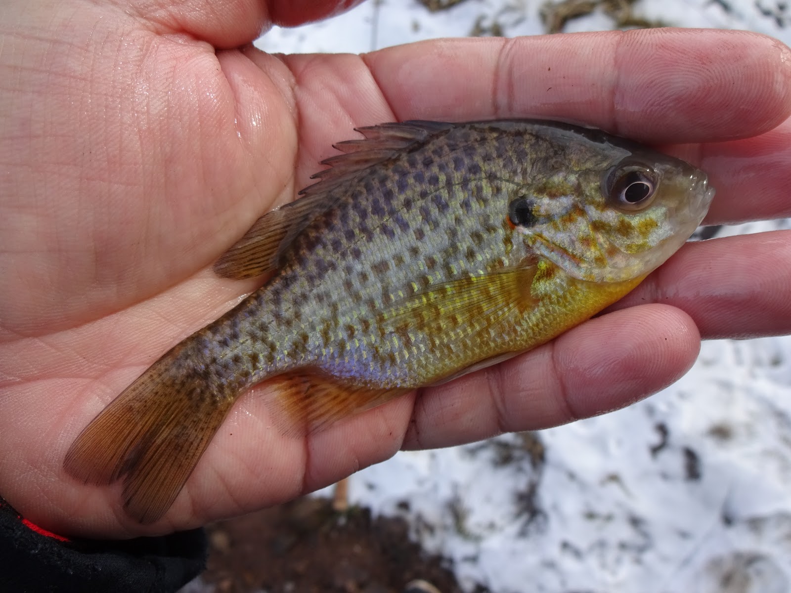 Extreme Philly Fishing: 2018