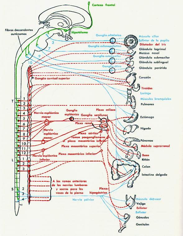 BIOLOGÍA 3º SECUNDARIA: Sistema nervioso autónomo