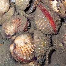 FOOD & BEVERAGE吃: COCKLES aka See Hum / Kerang