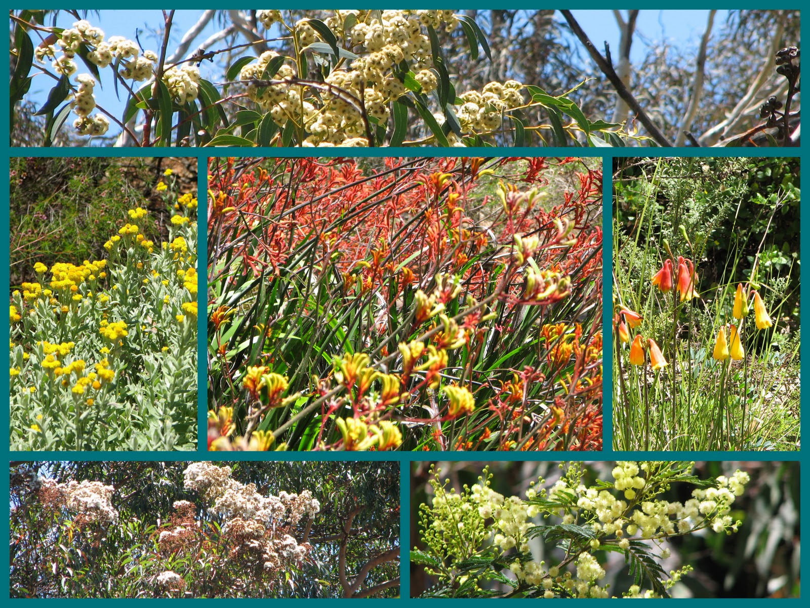 Bush Bernie's Blog: Mosaic Monday ... Showcase of Native Flora Blooms.