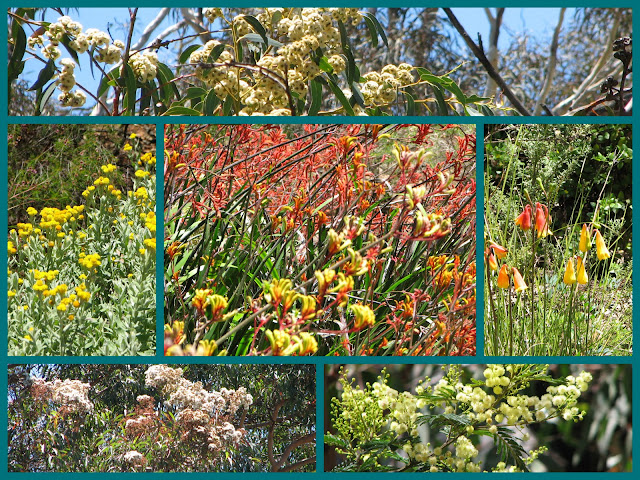 Bush Bernie's Blog: Mosaic Monday ... Showcase of Native Flora Blooms.