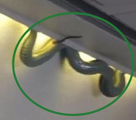 Snake Found On Emirates Flight Heading To UAE From Muscat Oman ...