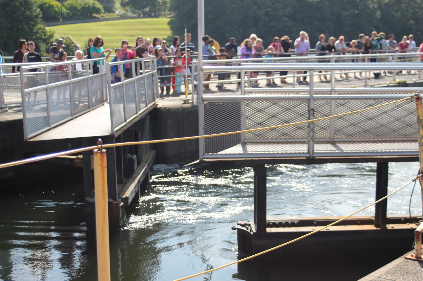 The Story of Samantha, the Sacrificial Salmon | Motherhood and More