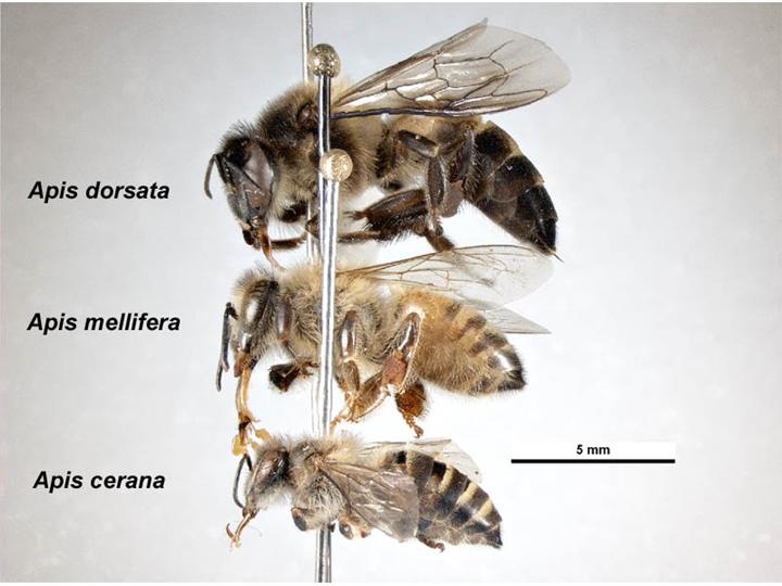 CORONA APICULTORES: APIS DORSATA