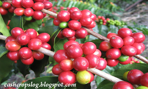 Cash Crops log: Hawaiian cash crops Kona coffee