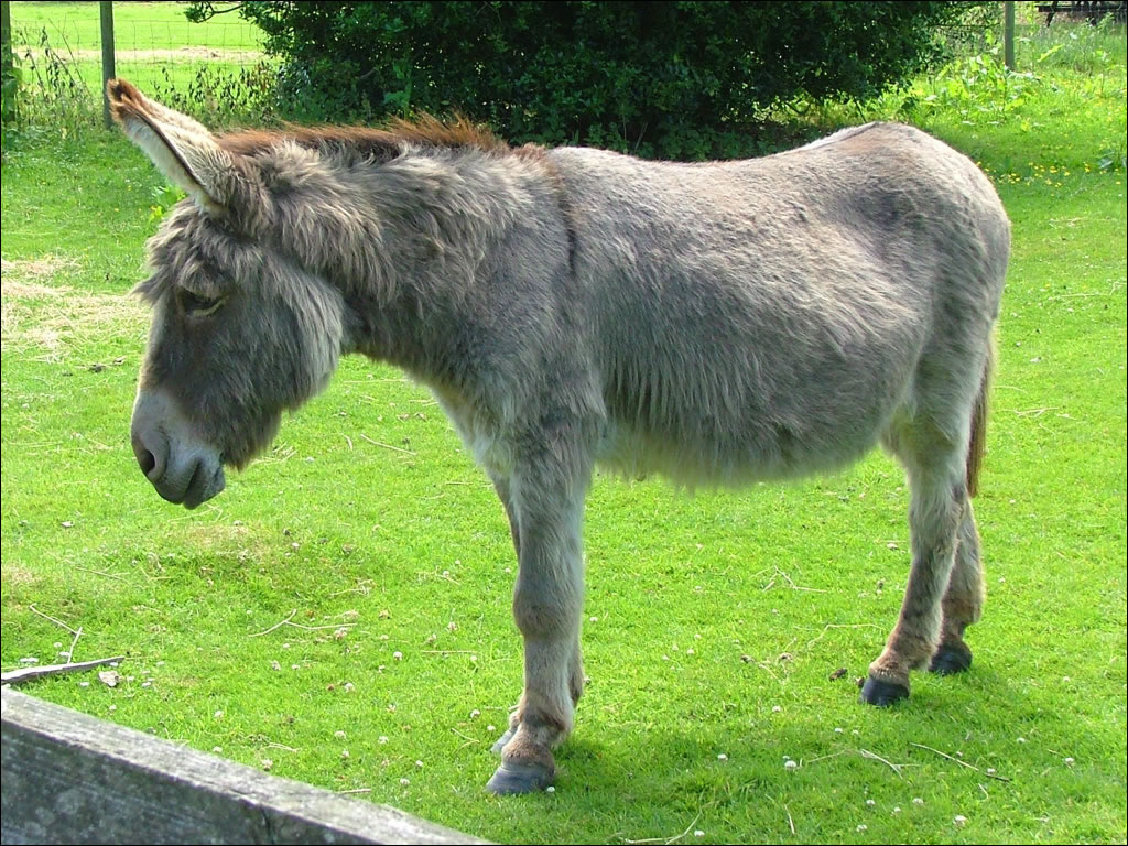 Donkey Wallpapers | Fun Animals Wiki, Videos, Pictures, Stories