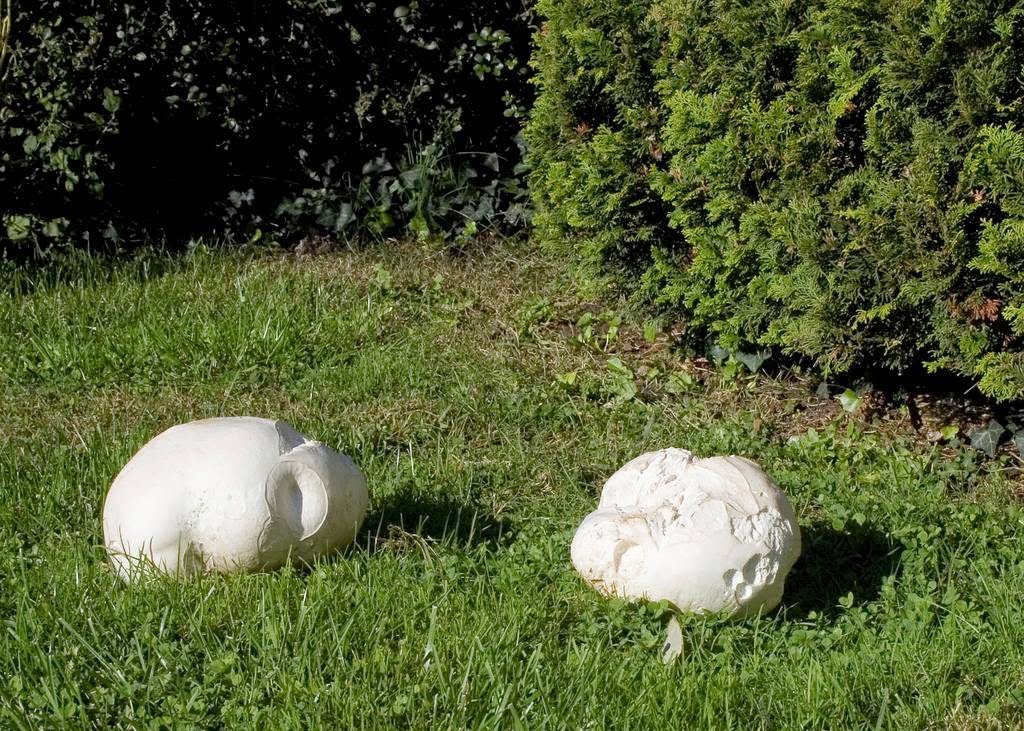 The Giant Puffball: Nature’s Orbicular Idiosyncrasy ~ Kuriositas