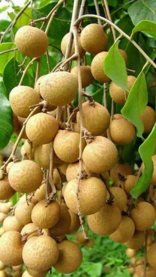 SEGER! Foto Kebun Buah-Buahan | unik lucu keren dan hebat