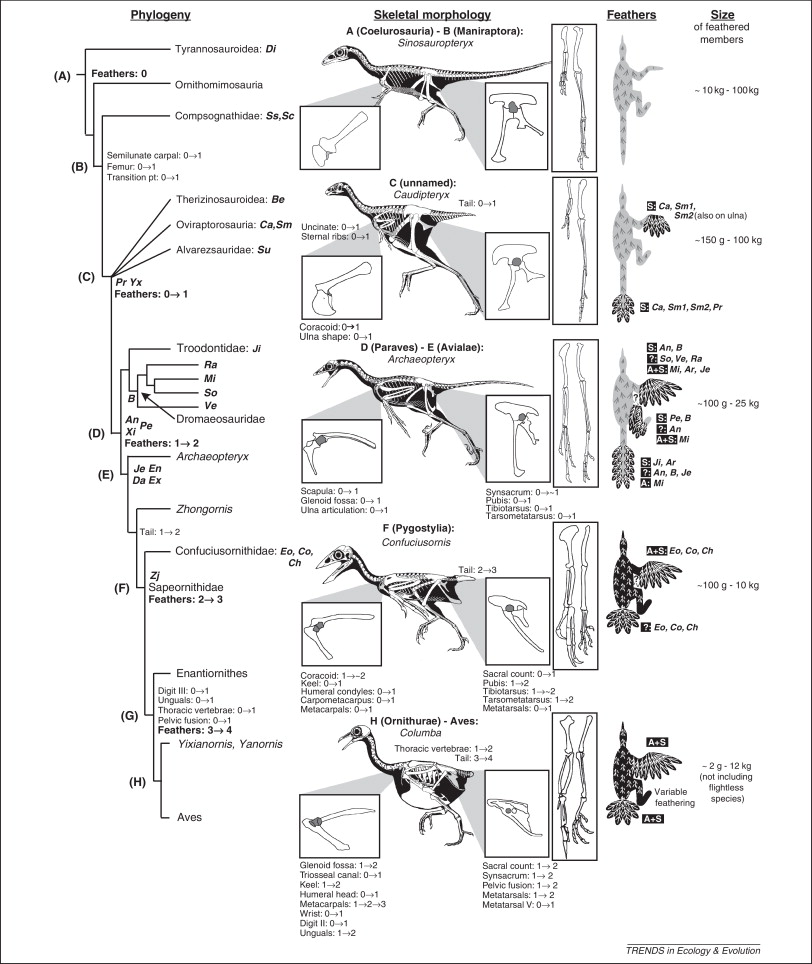 Natural Selections: From biplanes to jets: the evolution of bird wings