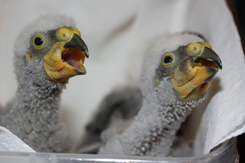 Blog for Paradise Park in Hayle, Cornwall: Kea chicks being hand-reared ...