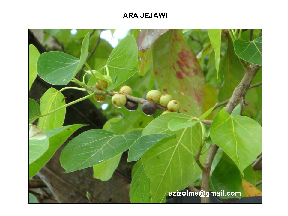 Industri Walit Tingkatkan Ekonomi Bumiputra: POKOK-POKOK YANG ...