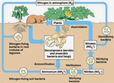 Perhatikan daur Nitrogen berikut! Proses yang akan terganggu bila di ...